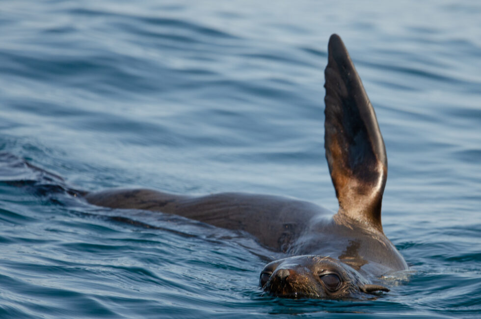 Innovan para disminuir enmallamientos de fauna marina - Otra Marea