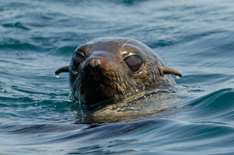 Innovan para disminuir enmallamientos de fauna marina - Otra Marea